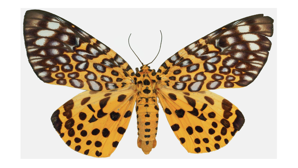 知れば知るほど癖になる？ 世にも不思議な蛾の世界 - amanaINSIGHTS（アマナインサイト）